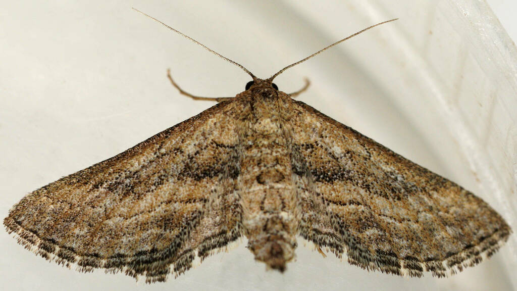 Scopula episcia from Swan Reach Conservation Park, SA, AU on January 27 ...
