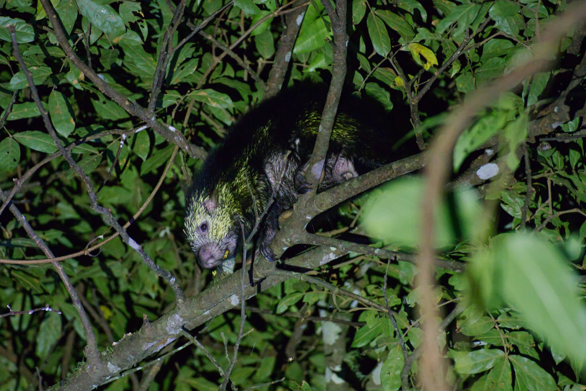 Sphiggurus mexicanus (Kerr, 1792)