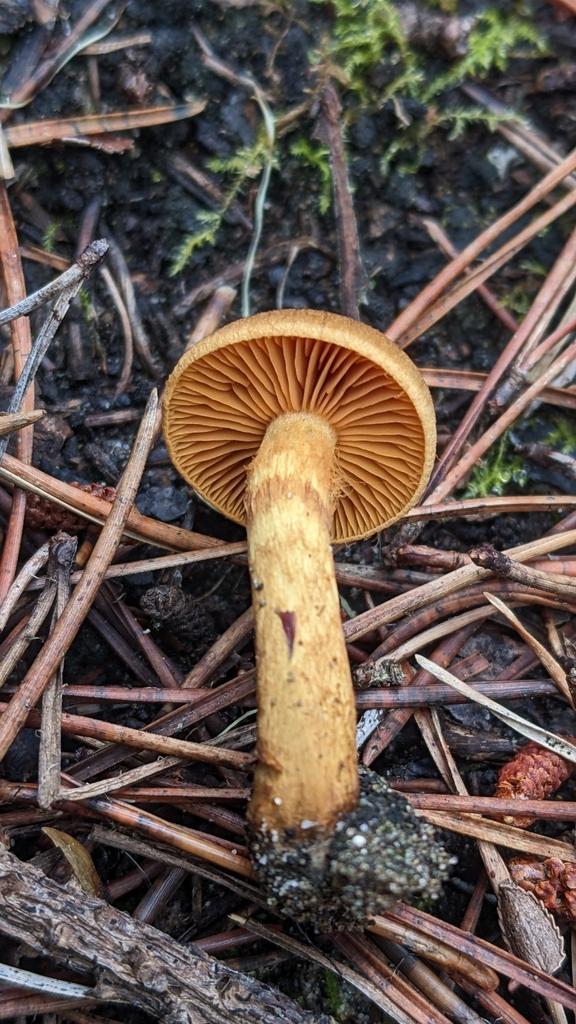 saffron webcap from Arcata, CA 95521, USA on January 28, 2023 at 02:57 ...