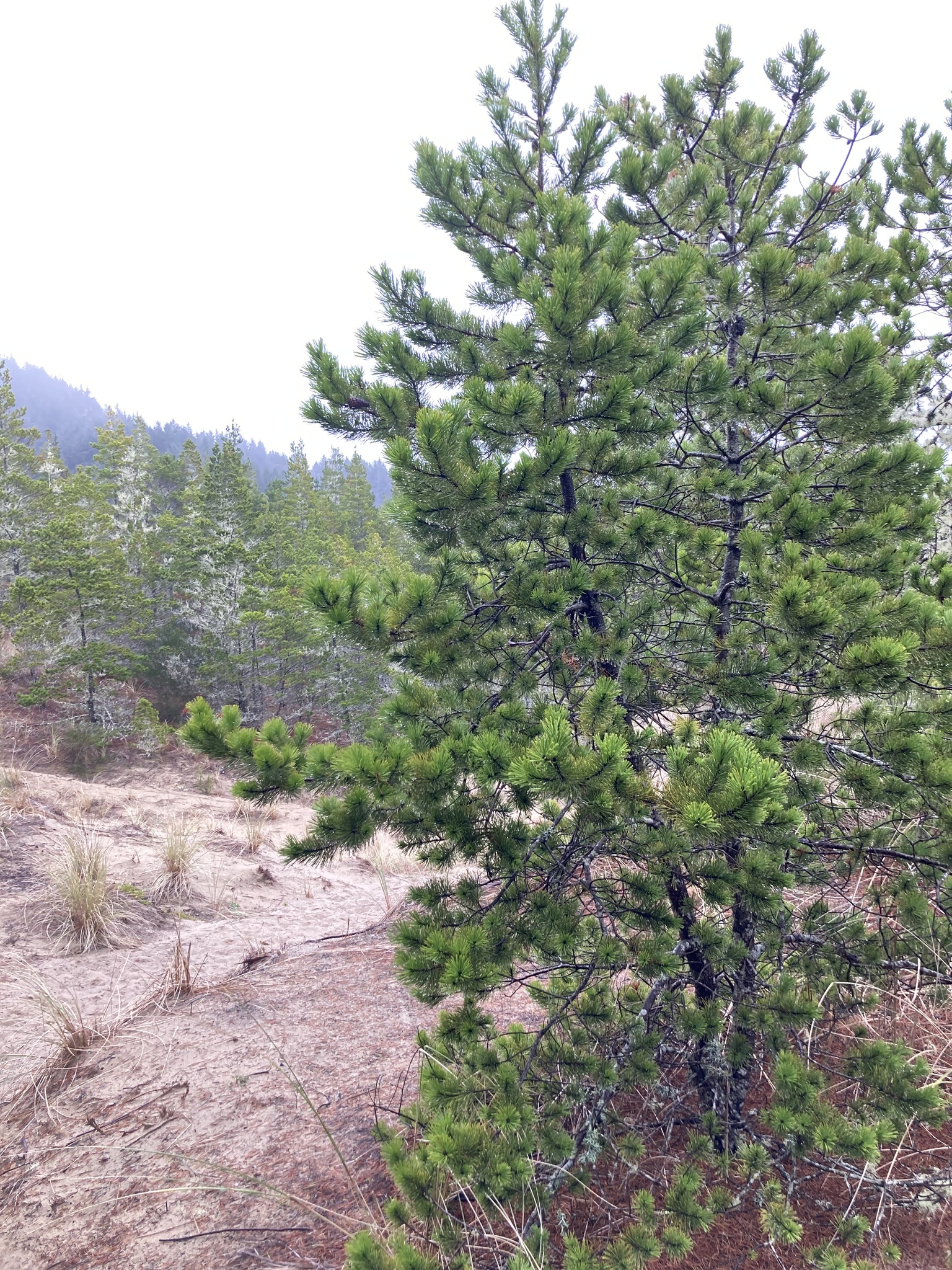 Pinus contorta var. contorta
