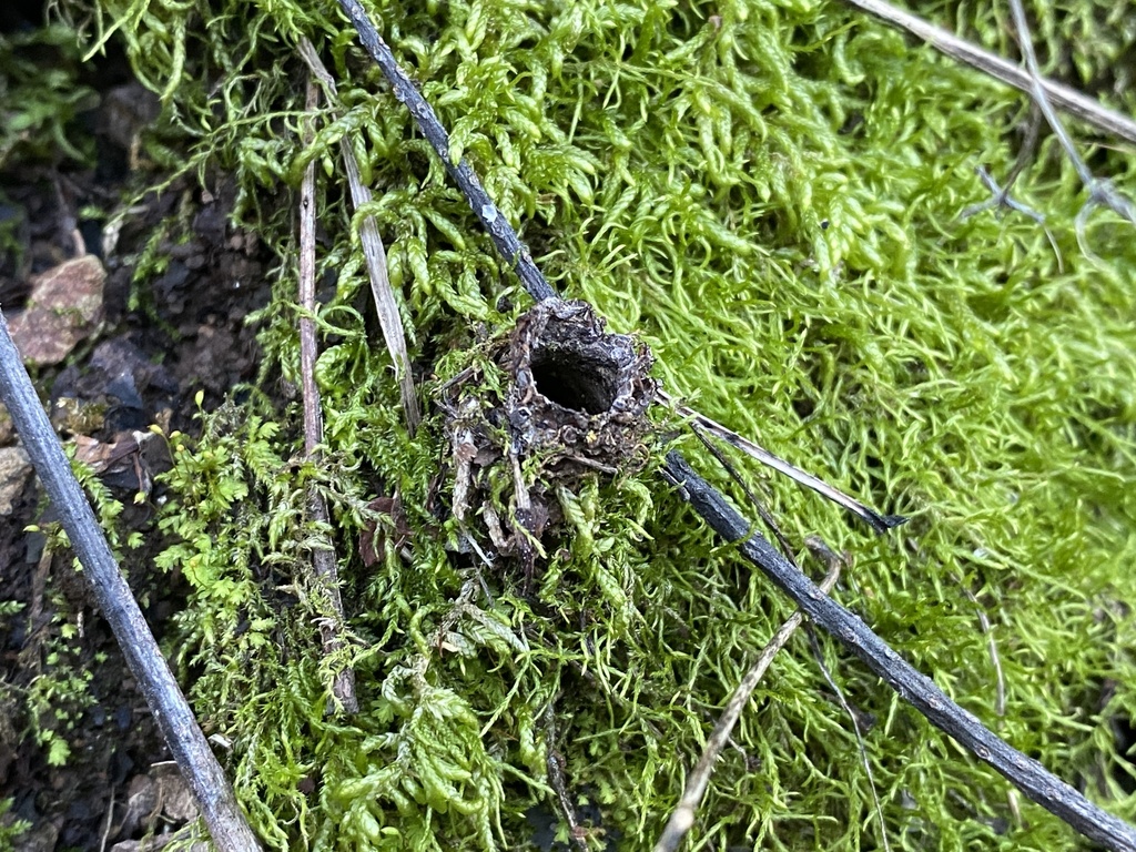 California Turret Spider from Dawn Dr, Sunnyvale, CA, US on January 28 ...