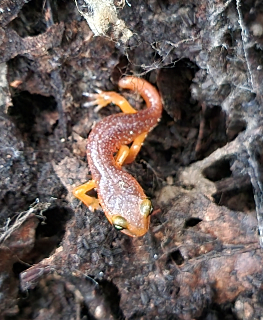 Ensatina from East Ridge Trail on January 28, 2023 at 05:09 PM by ...