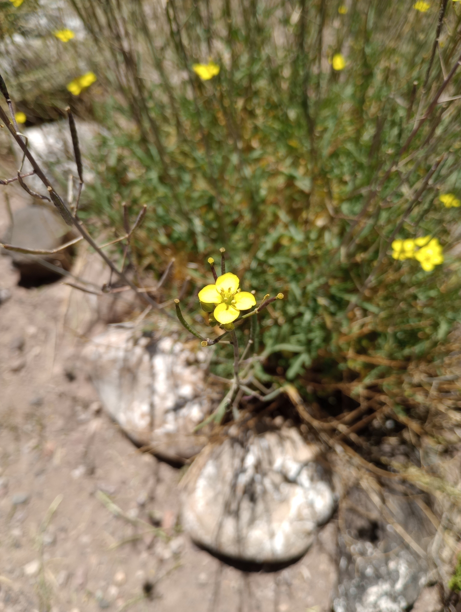 Diplotaxis tenuifolia (L.) DC.