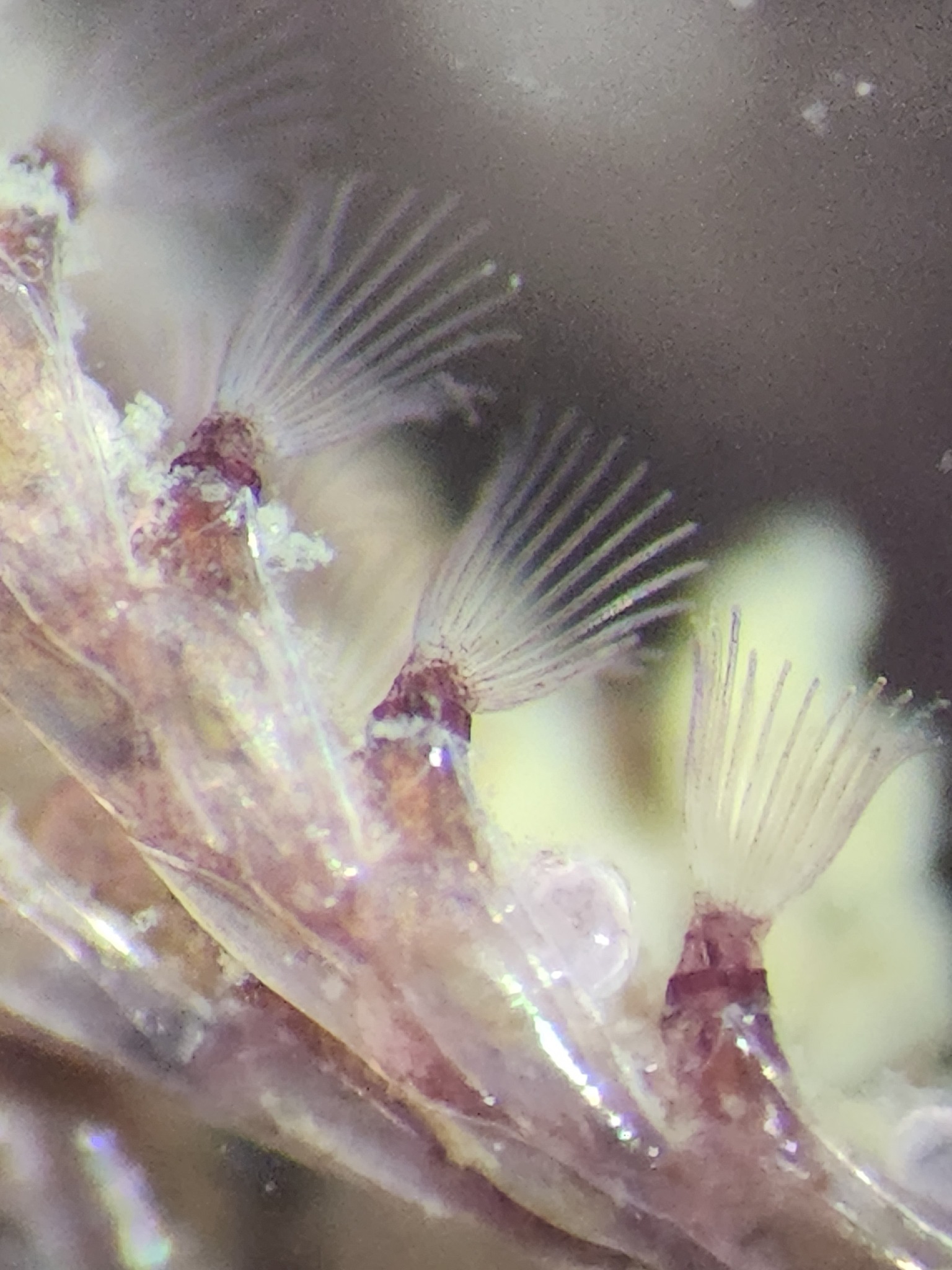 Bugula neritina (Linnaeus, 1758)