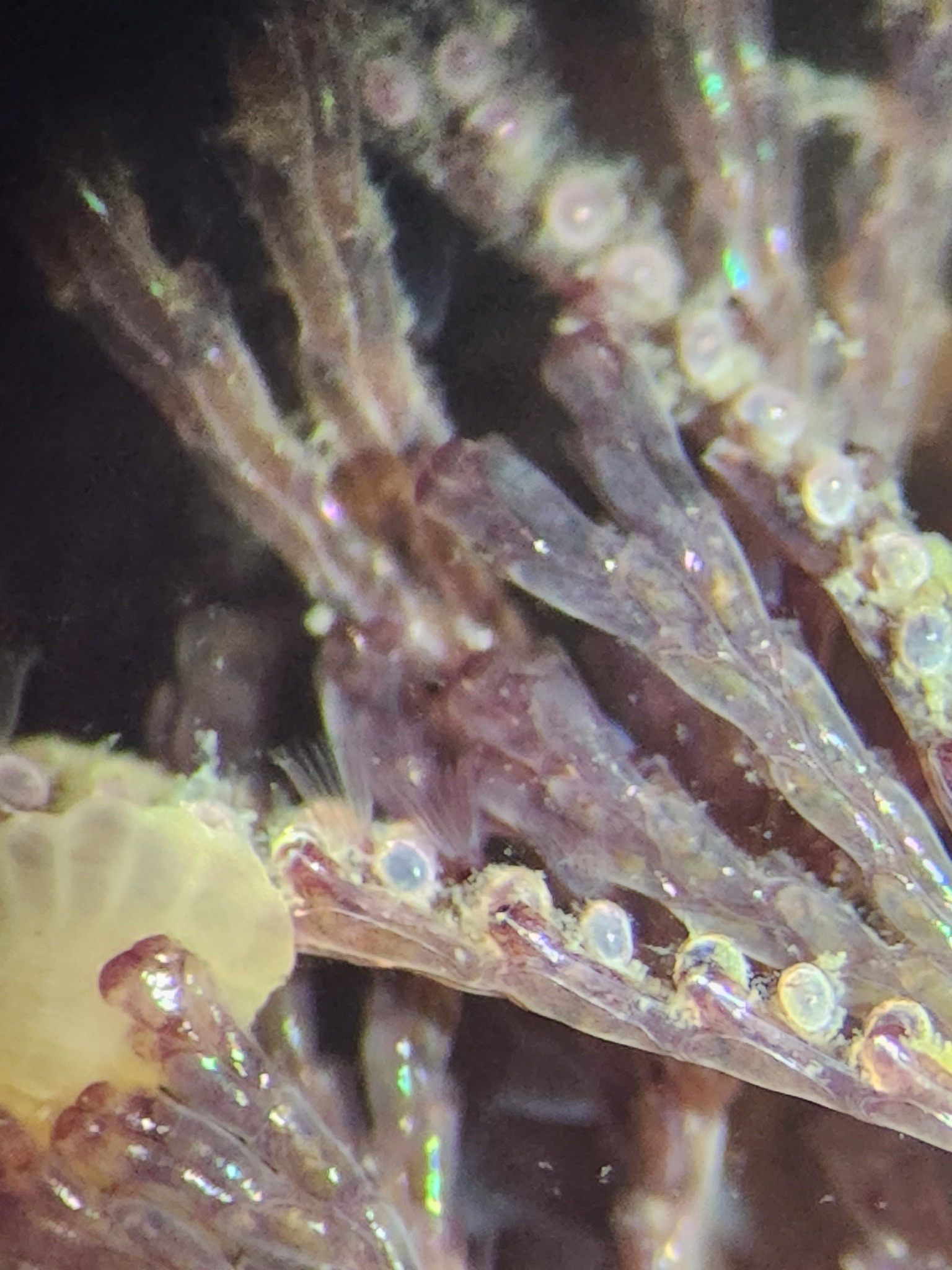 Bugula neritina (Linnaeus, 1758)