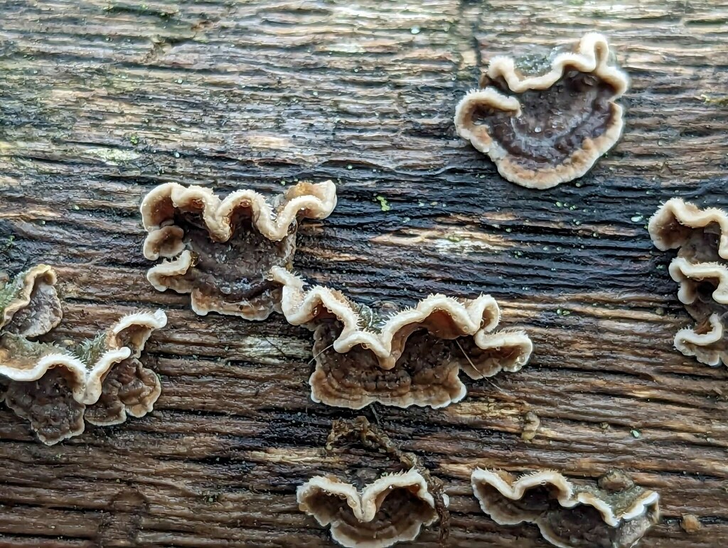 Stereum from Skamania County, WA, USA on January 16, 2023 at 11:25 AM ...