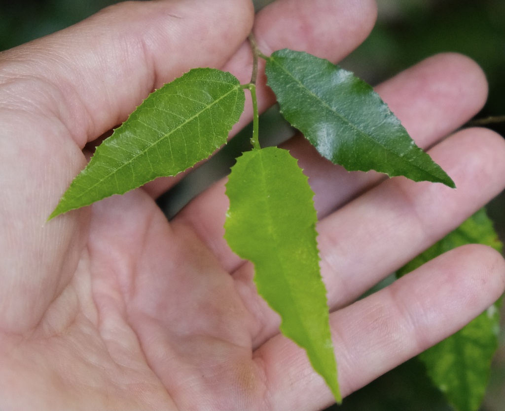 whalebone tree from Obi Obi, QLD, AU on January 29, 2023 at 07:53 AM by ...