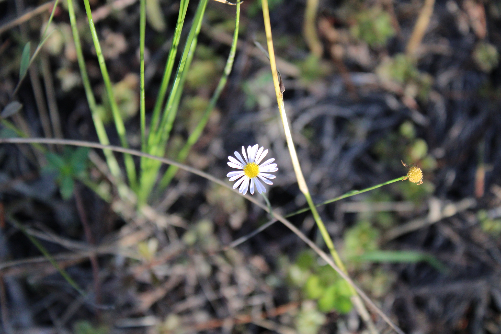Boltonia diffusa Elliott