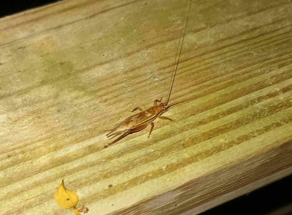 Indies Bush Cricket from Palmetto Bay, FL, USA on January 25, 2023 at ...