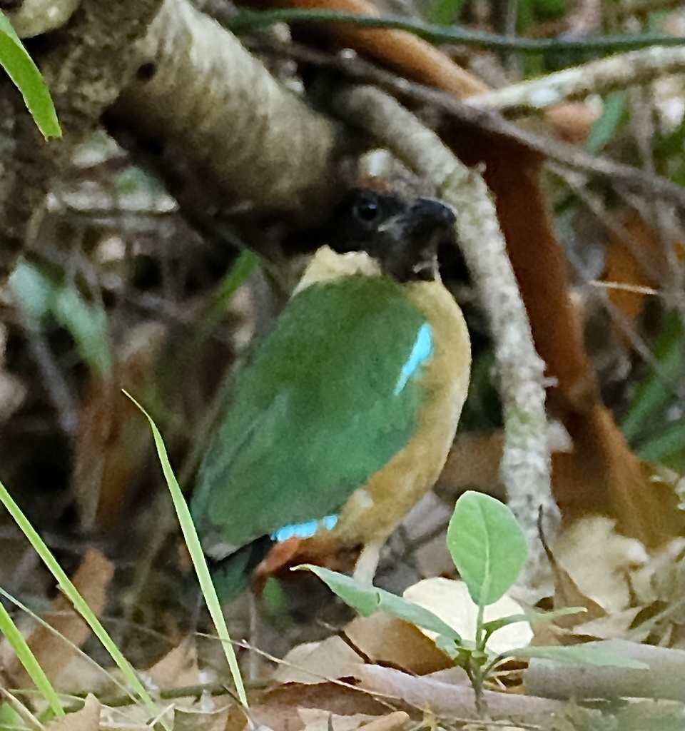 Noisy Pitta from Obi Obi, QLD, AU on January 29, 2023 at 06:49 AM by ...