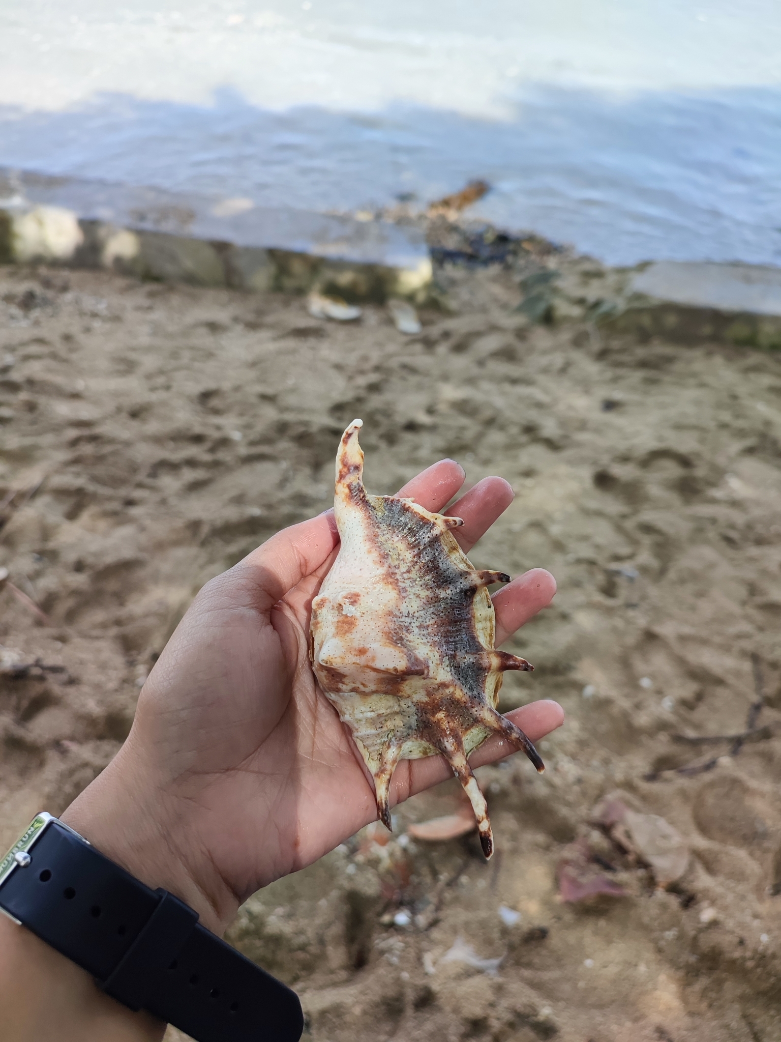 Lambis lambis (Linnaeus, 1758)