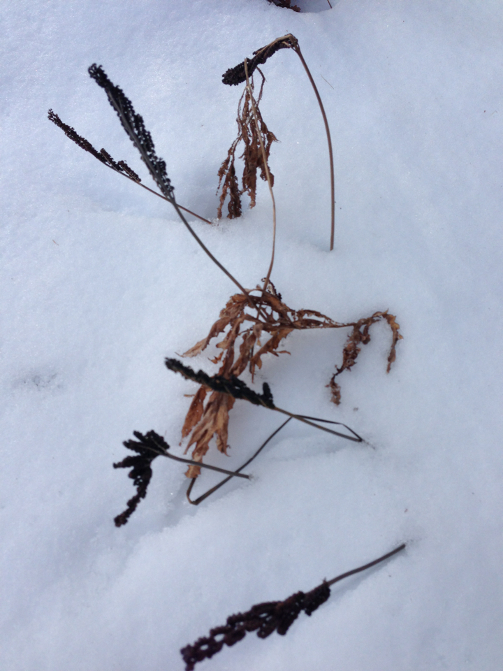 sensitive fern on February 16, 2013 at 01:37 PM by Charlie Hohn ...