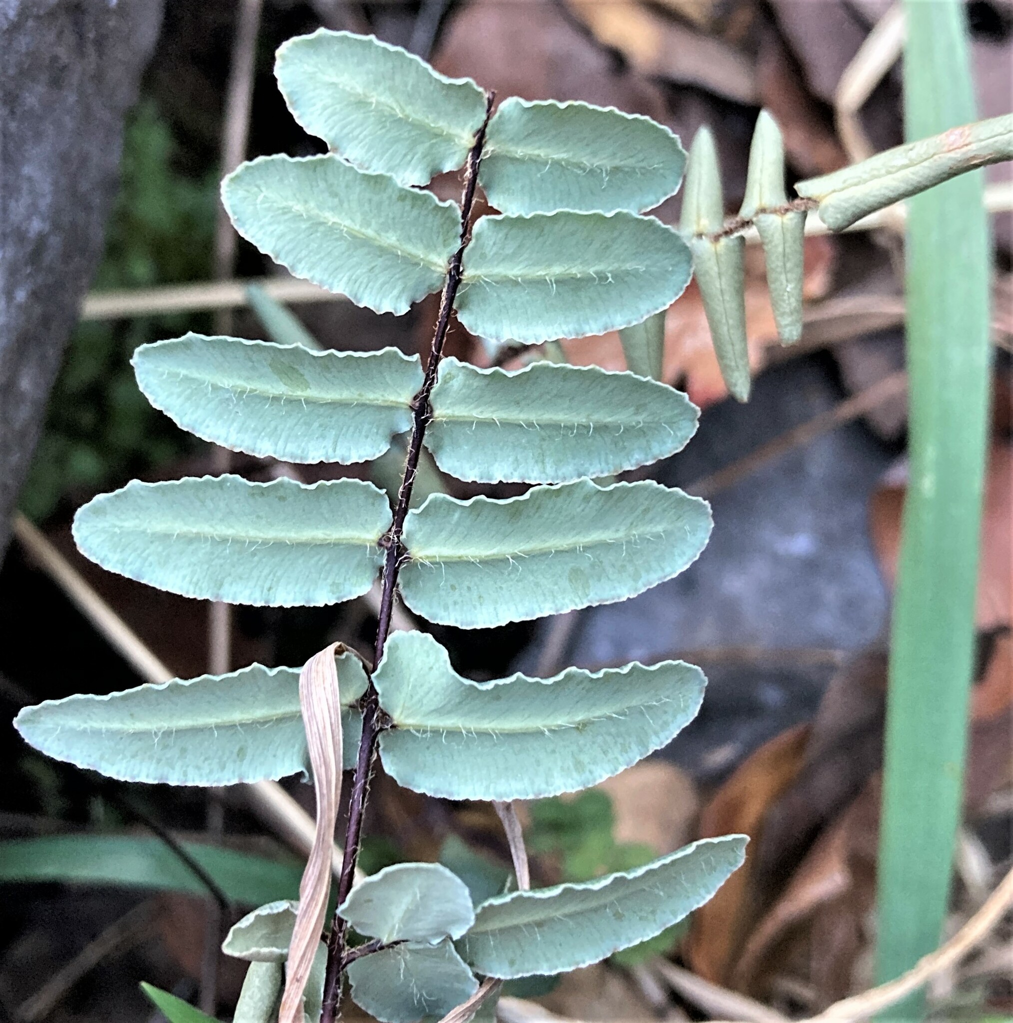 Pellaea atropurpurea (L.) Link