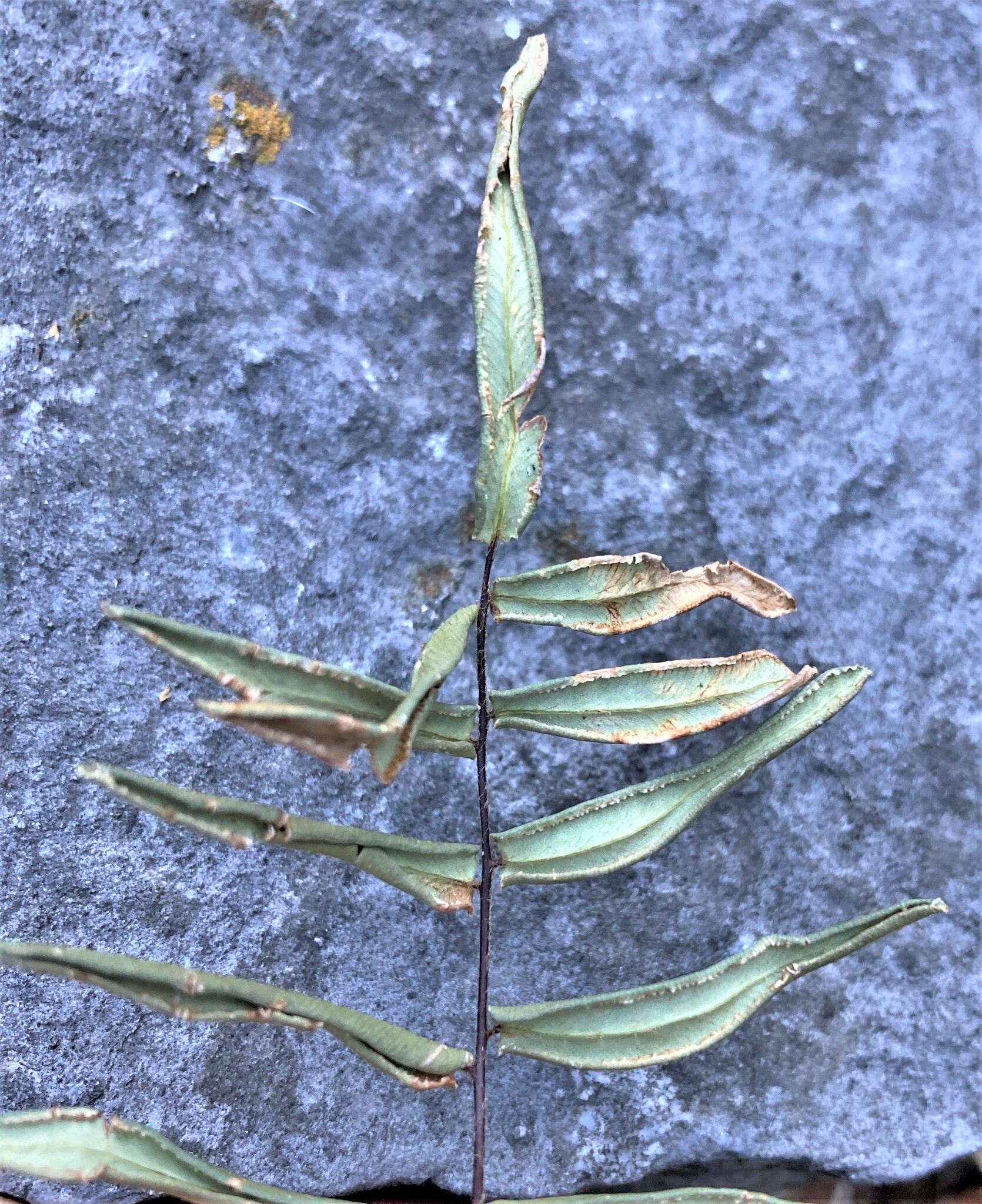 Pellaea atropurpurea (L.) Link