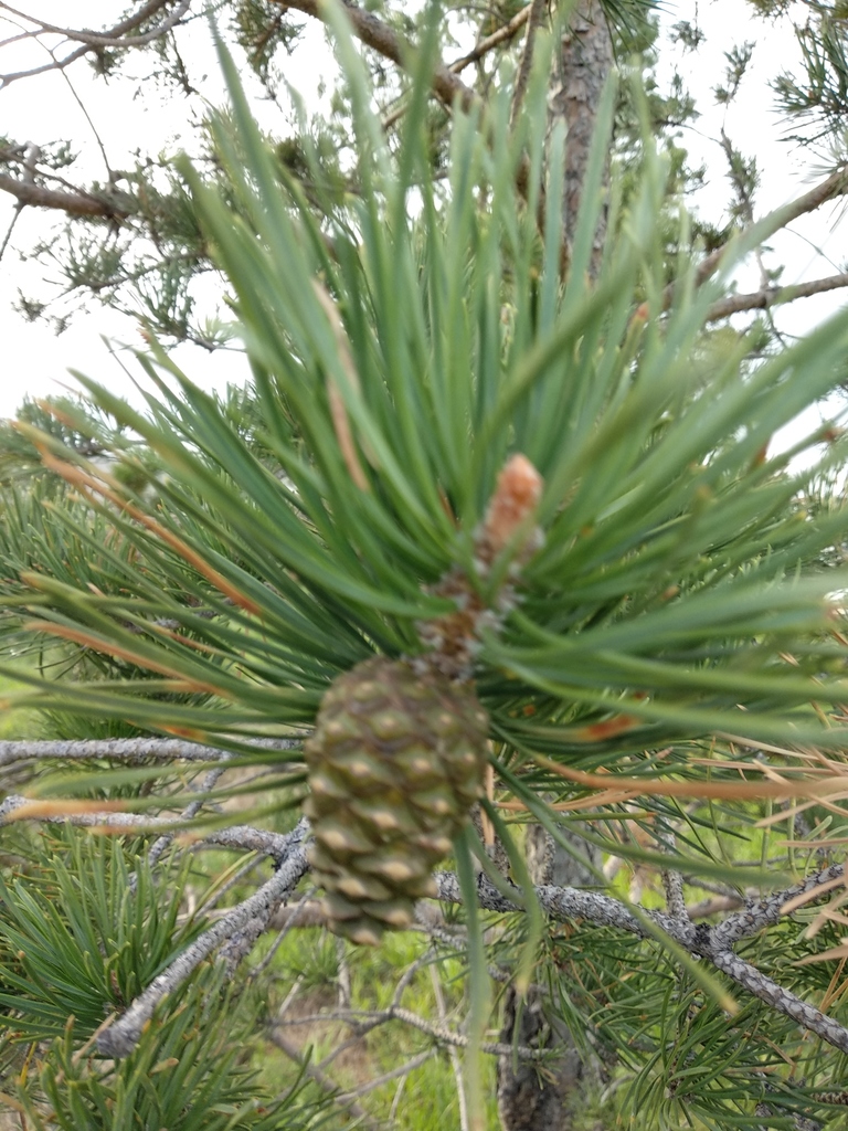 Mongolian Pine (Pinus sylvestris mongholica) - Botanical Realm