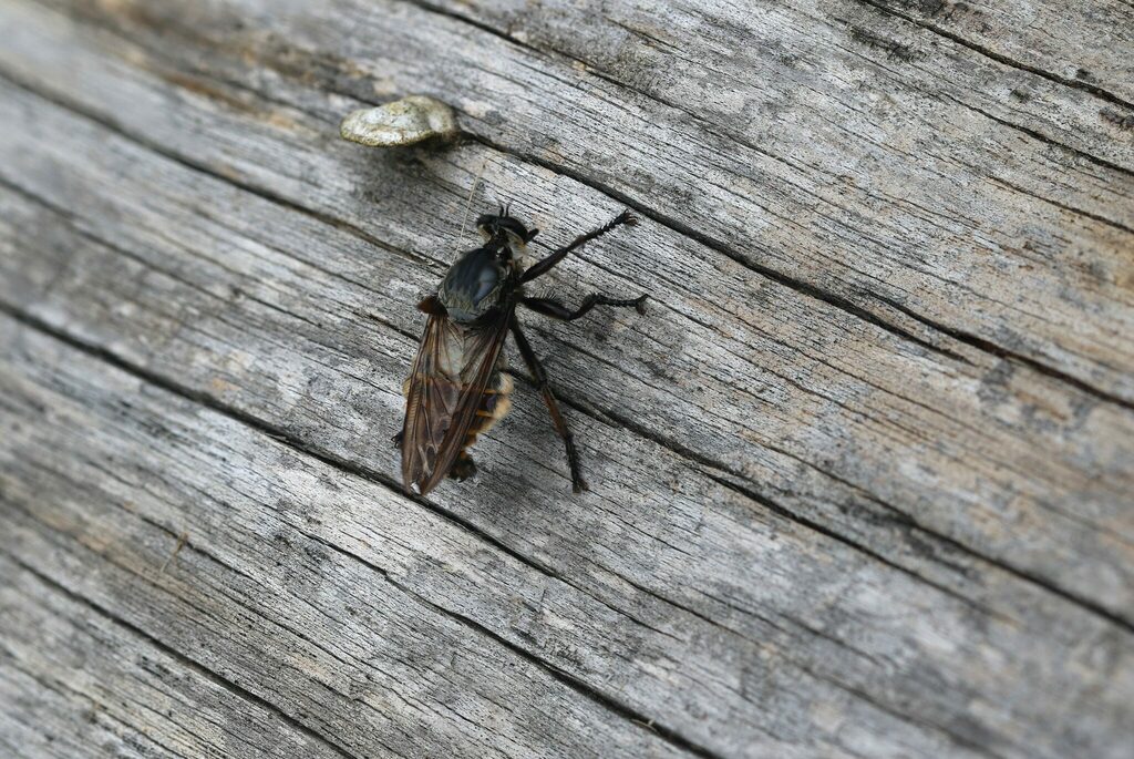 Giant Blue Robber Fly from Brooklyn NSW 2083, Australia on January 29 ...