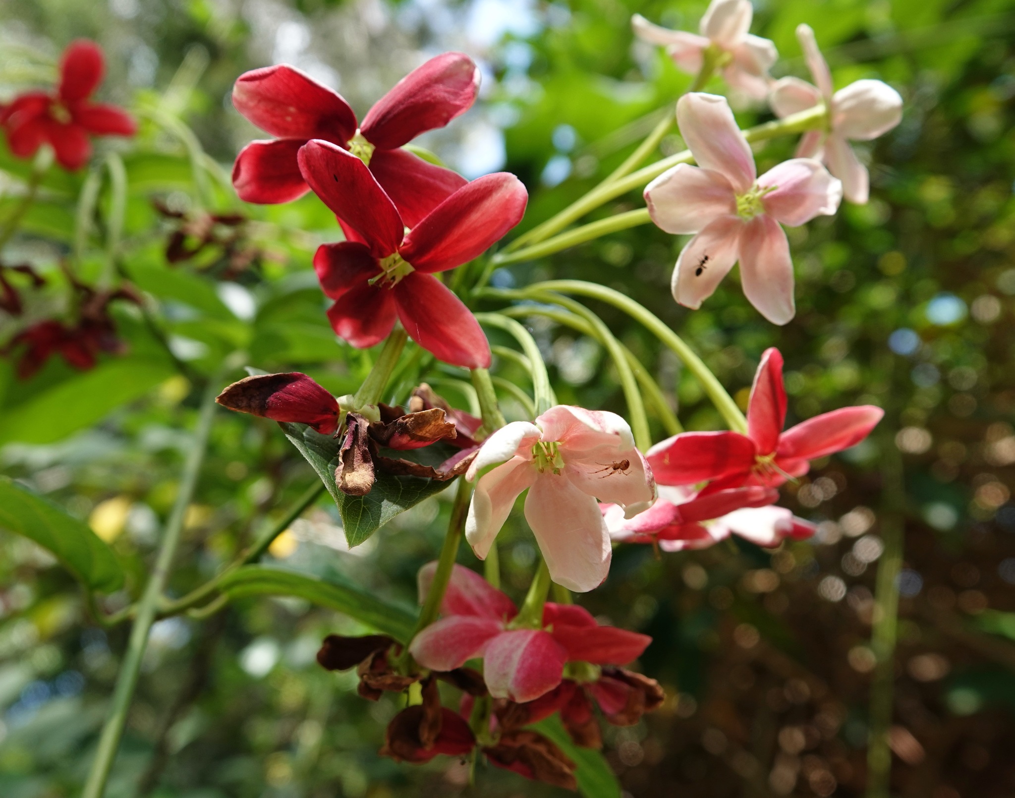 Combretum indicum (L.) Jongkind