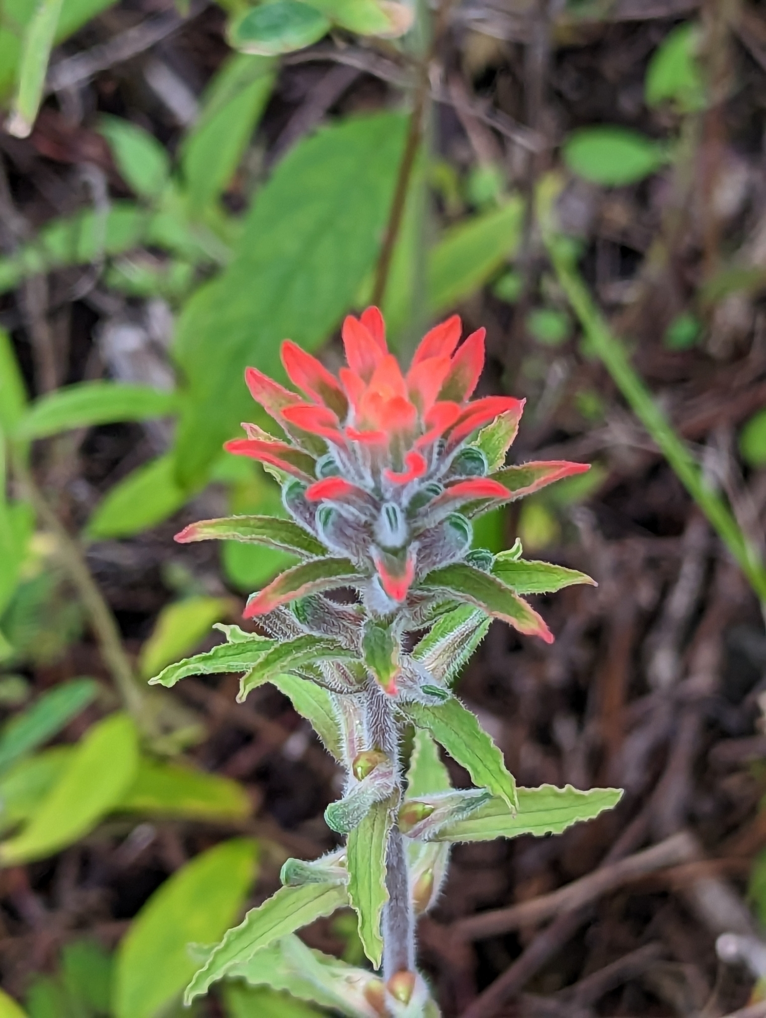 Castilleja arvensis Cham. & Schltdl.