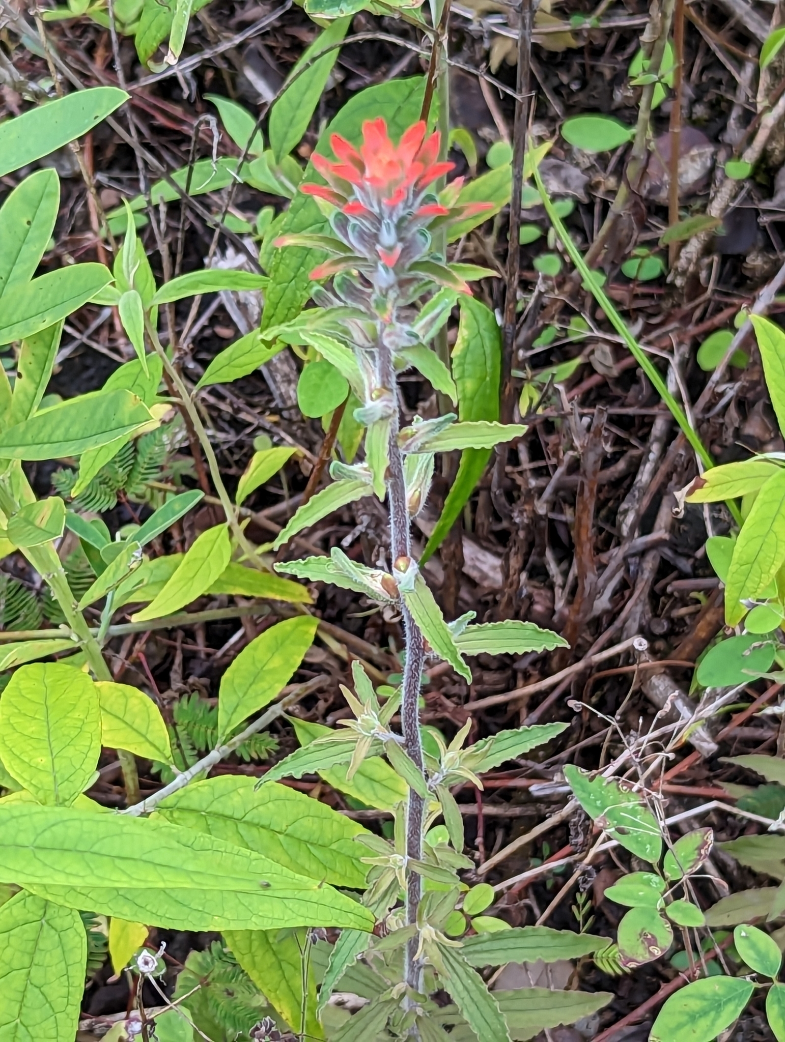 Castilleja arvensis Cham. & Schltdl.