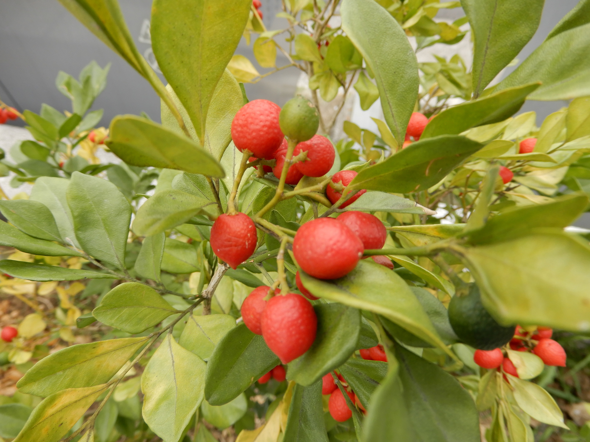 Murraya J.Koenig ex L.