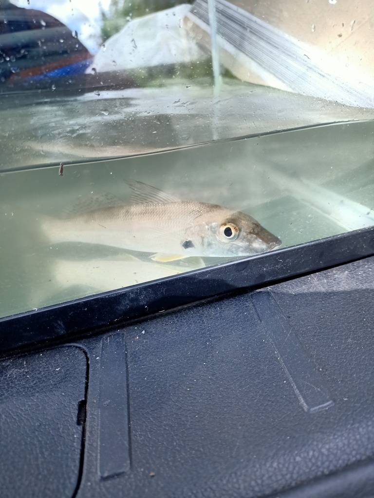 Sand Whiting from Caloundra - Caloundra S., AU-QL, AU on January 29 ...
