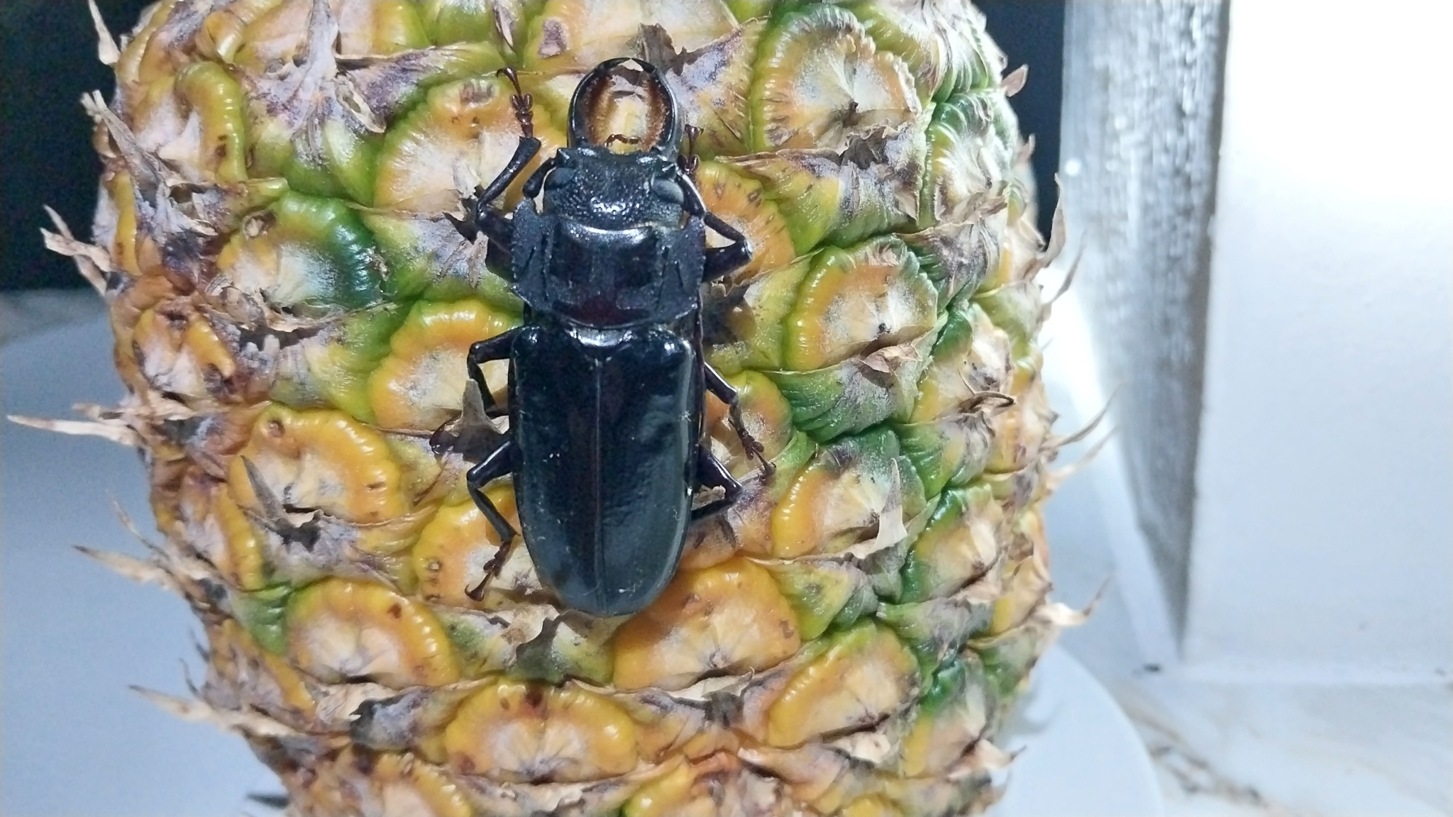 Big beetle found in Costa Rica, about 2.5”-3” long : r/whatsthisbug