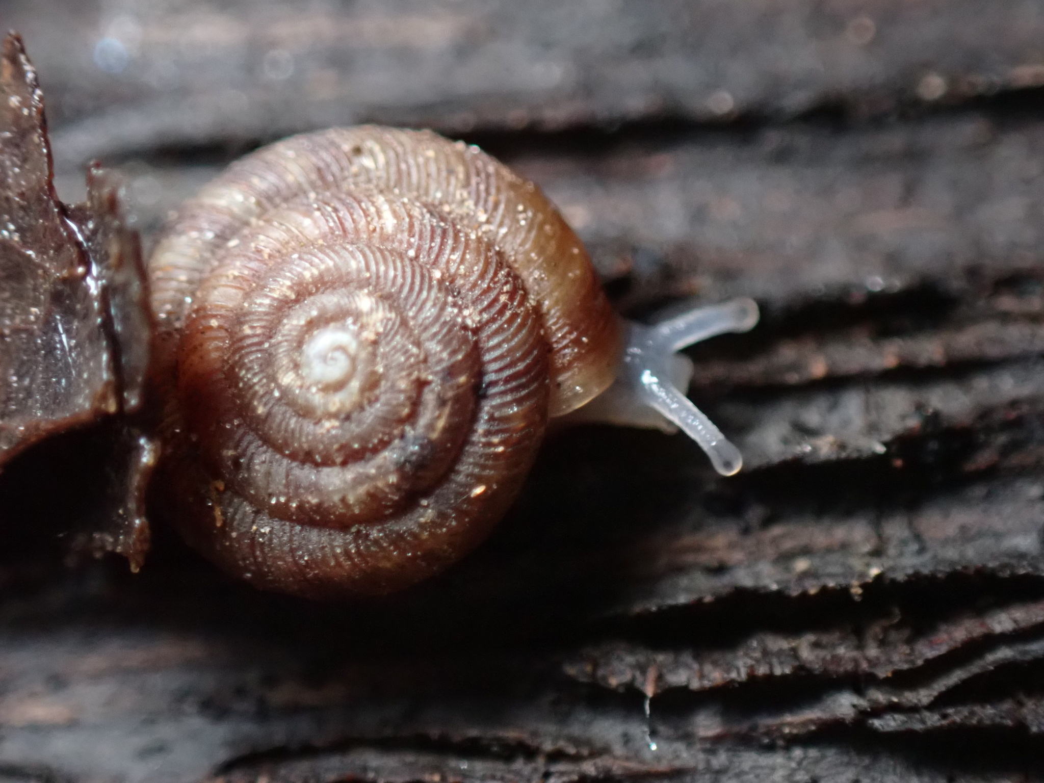 Discus rotundatus (O.F.Müller, 1774)