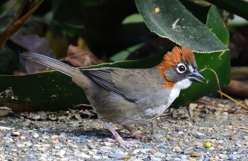 Rusty-crowned Ground-Sparrow from Cabo Corrientes, Jalisco, Mexico on ...