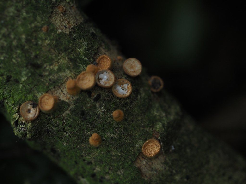 Crucibulum simile from Hillgrove, New Zealand on January 01, 2023 at 12 ...