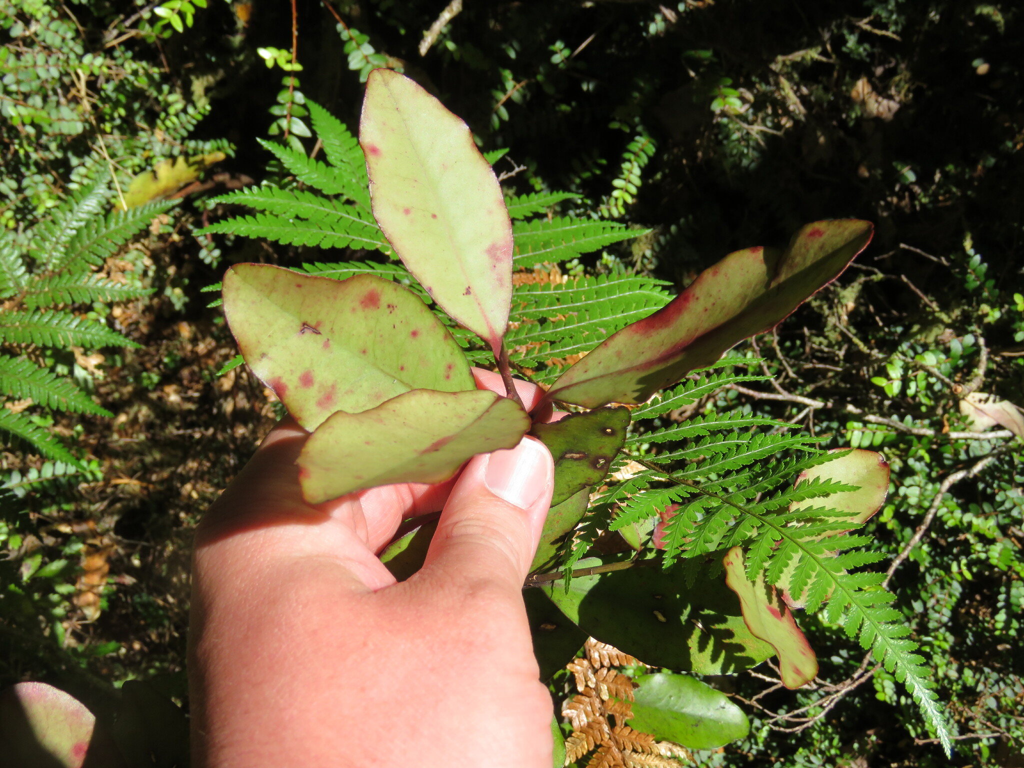 Pseudowintera colorata (Raoul) Dandy