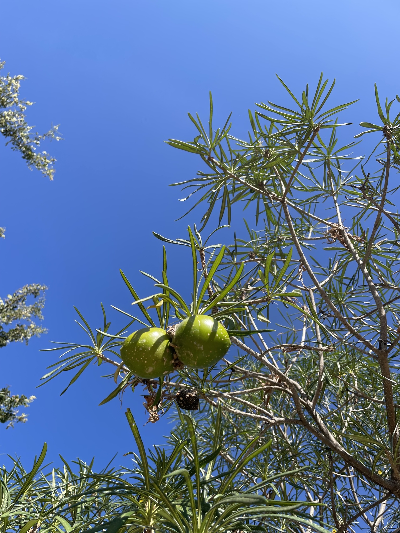 Cascabela thevetioides (Kunth) Lippold