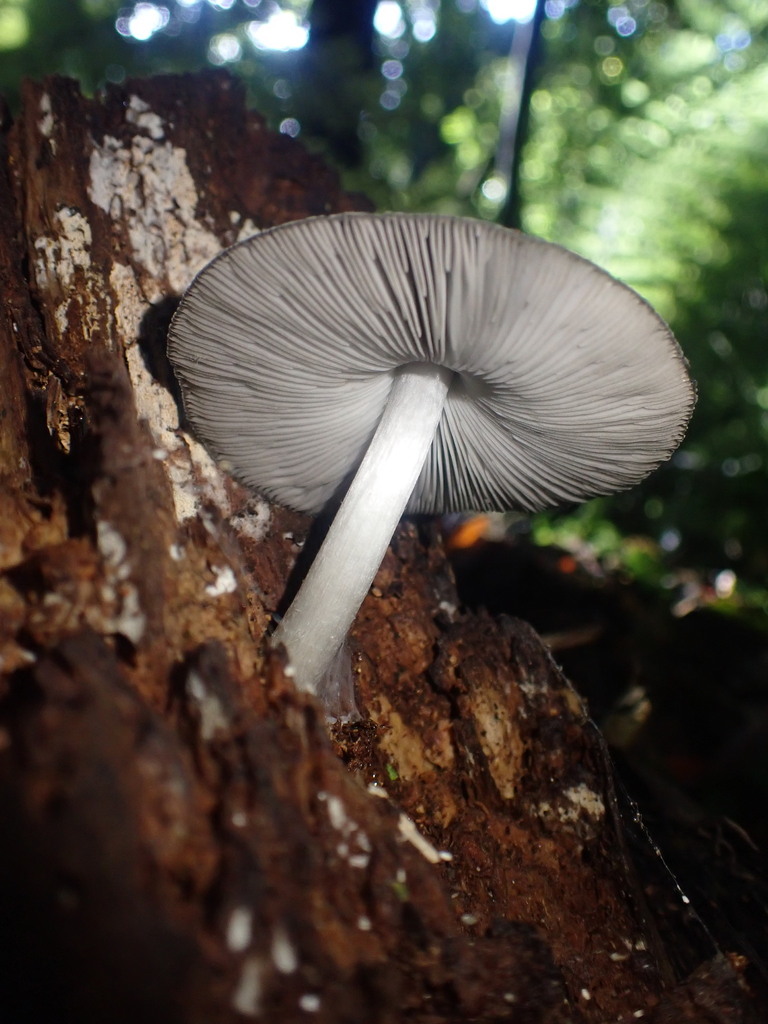 Pluteus velutinornatus from 150 Wilton Road, Wilton, Wellington 6012 ...