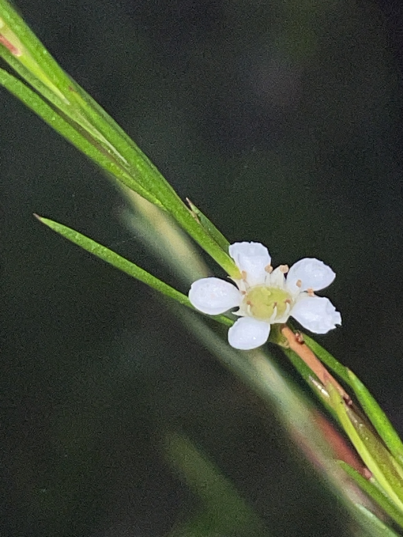 Baeckea linifolia Rudge