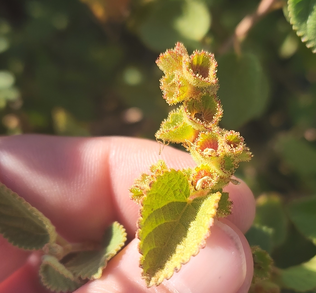 California Copperleaf from Ajo, AZ 85321, USA on January 20, 2023 at 04 ...