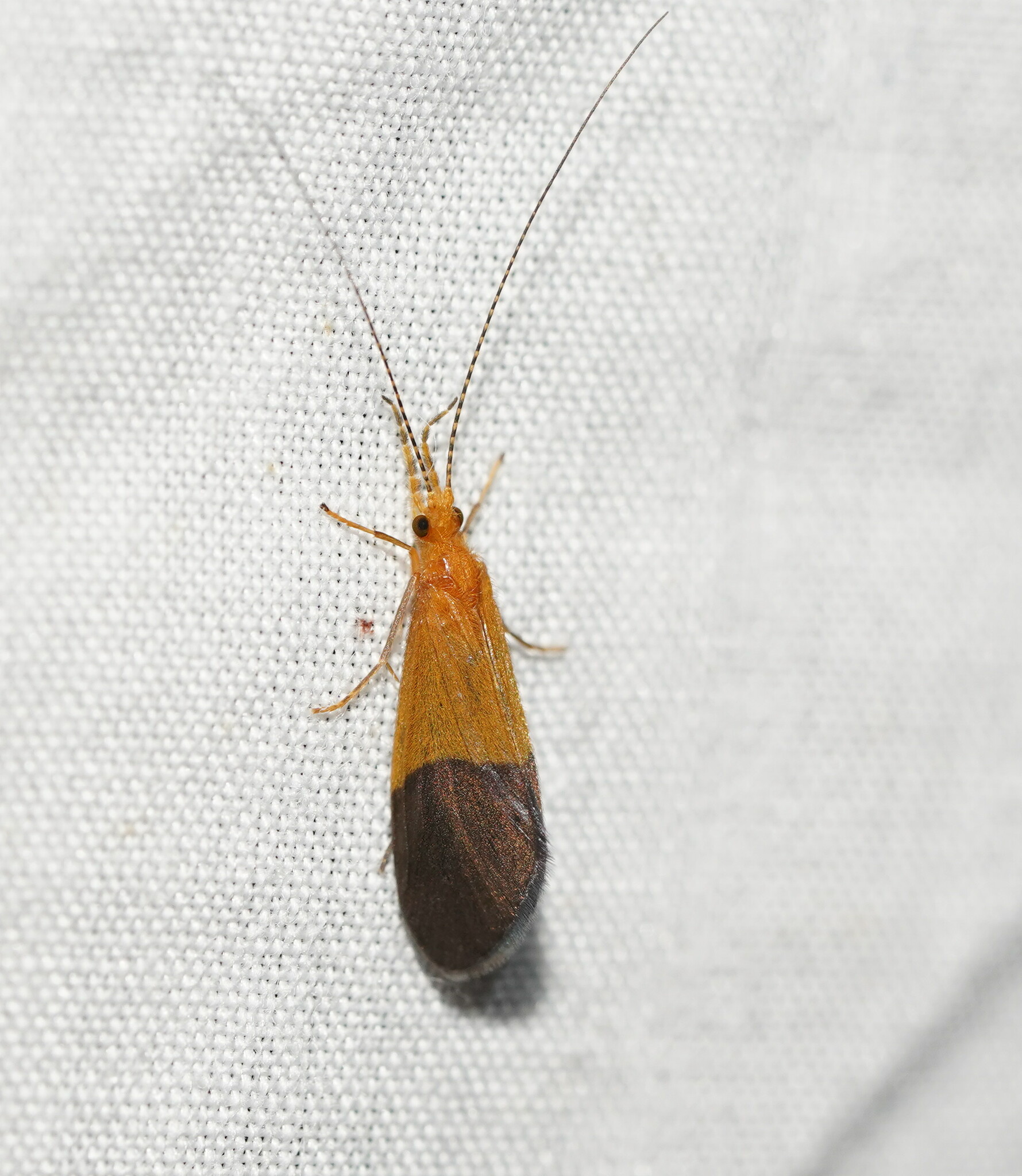 Calamoceratidae