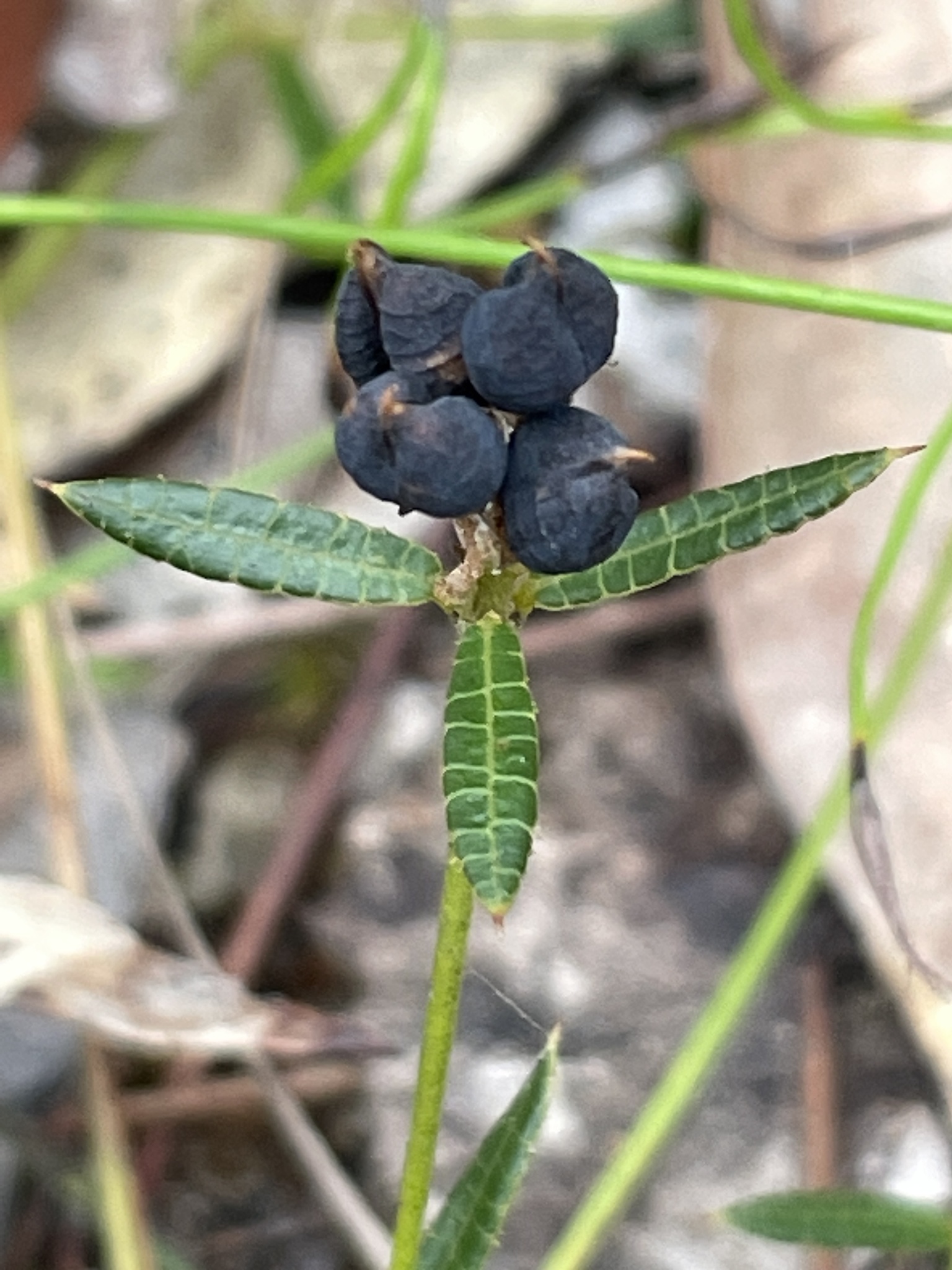 Mirbelia rubiifolia (Andrews) G.Don