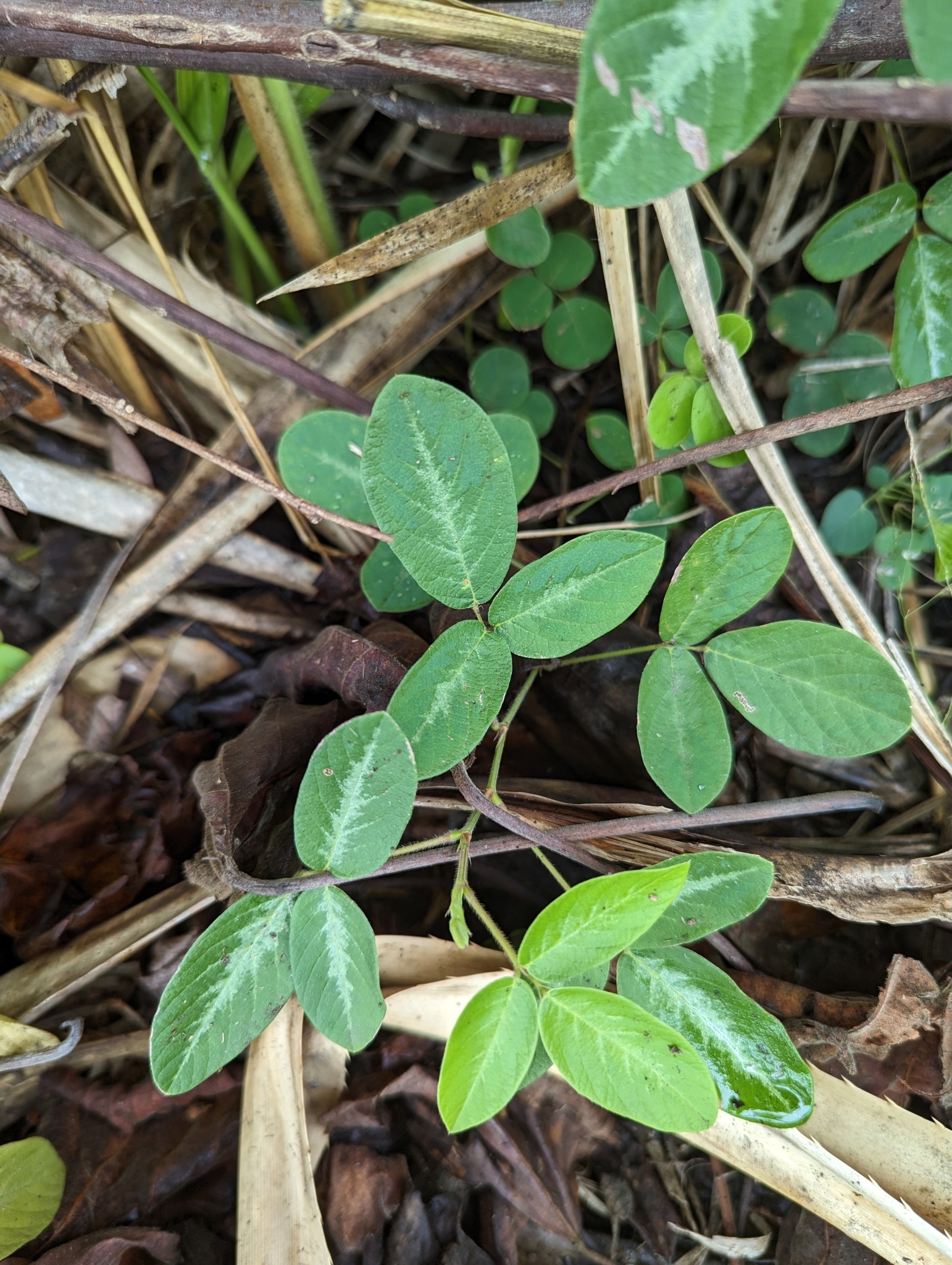Desmodium incanum (Sw.) DC.