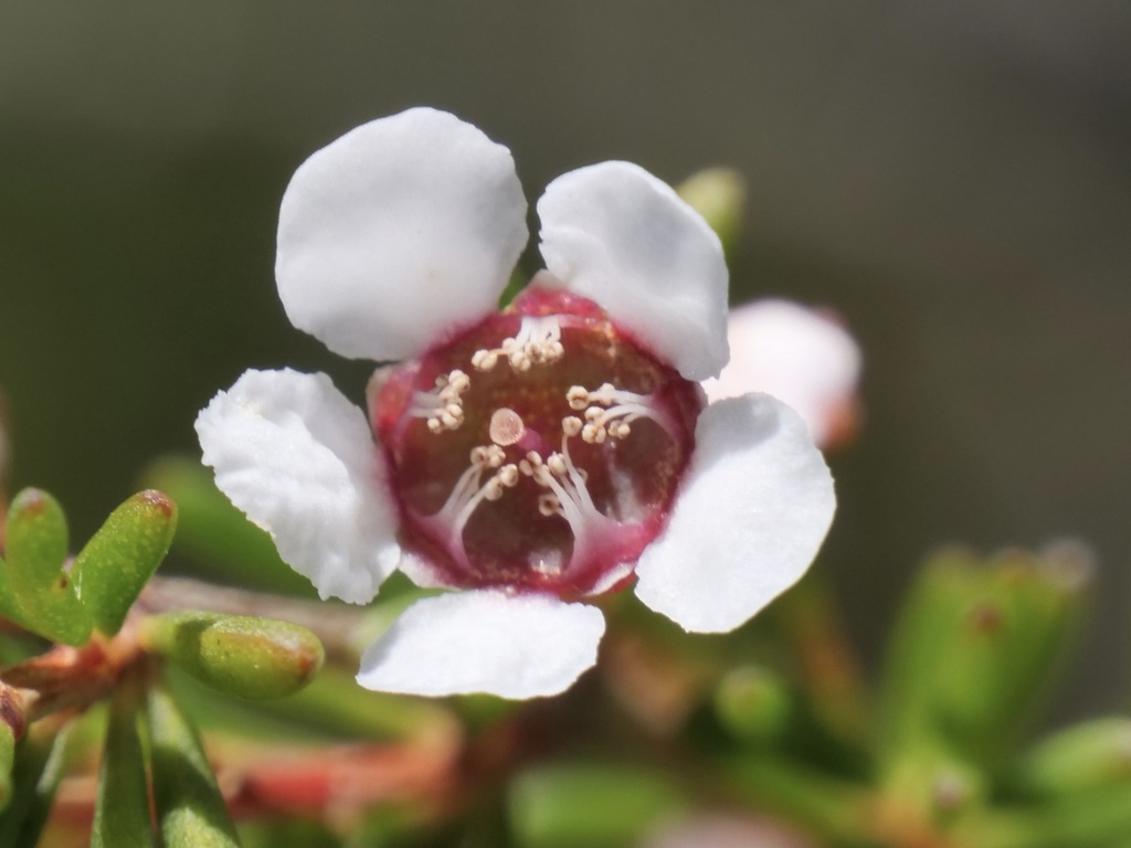 Astartea pulchella (Walpole Wilderness Peat Flora ) · iNaturalist