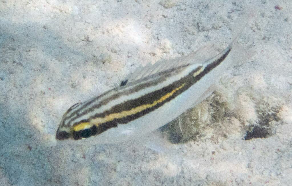 Lined Monocle Bream from Gladstone, QLD, Australia on January 26, 2023 ...