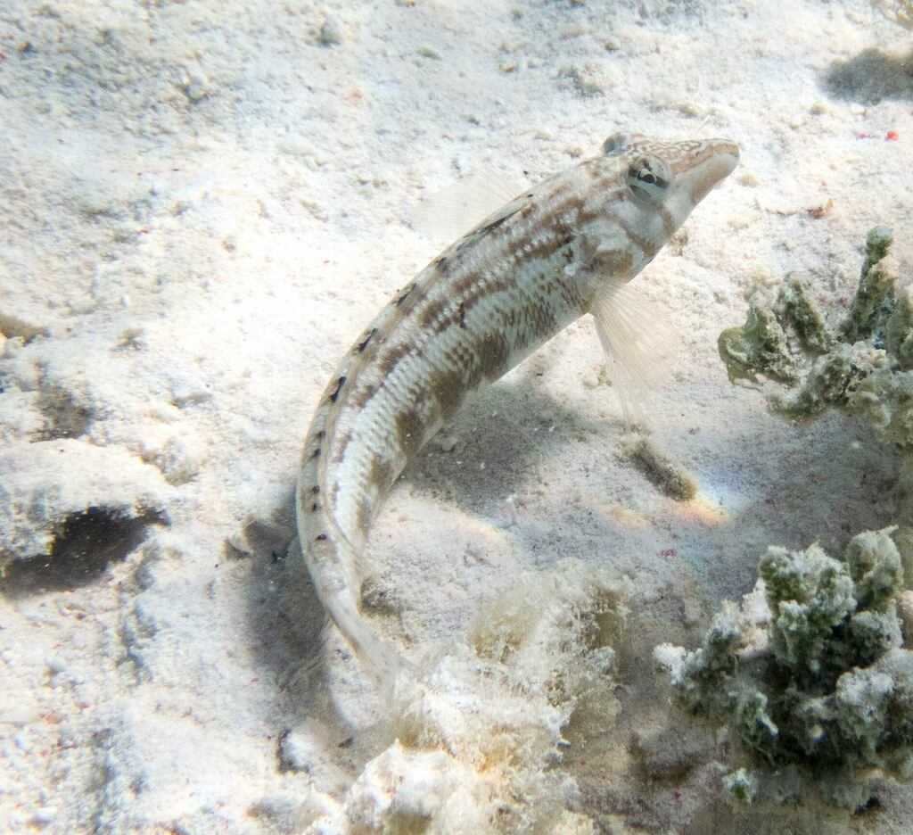 Southern Grubfish from Gladstone, QLD, Australia on January 26, 2023 at ...