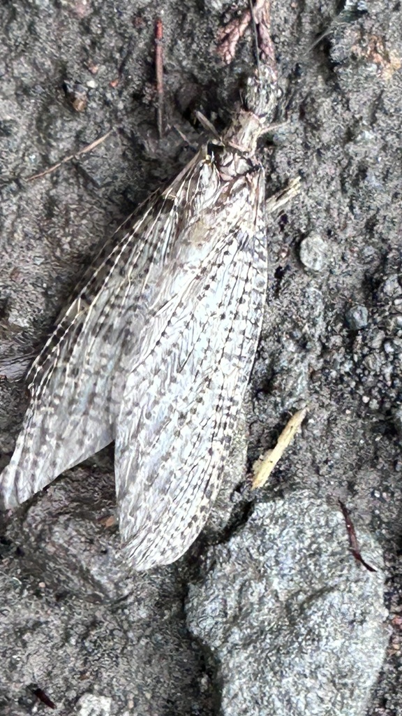 New Zealand dobsonfly from Burgess Park, New Zealand on January 7, 2023 ...