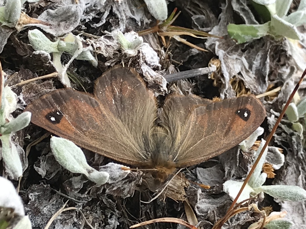 Butler's Ringlet from Lake Sumner Forest Park, Lake Sumner Forest Park ...