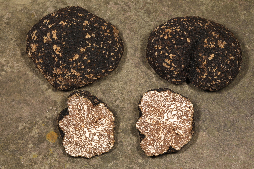 Tuber mesentericum from Greensburg, PA 15601, USA on December 21, 2022 ...