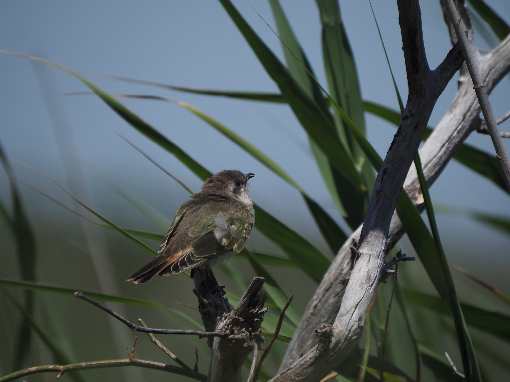 Chrysococcyx basalis (Horsfield, 1821)