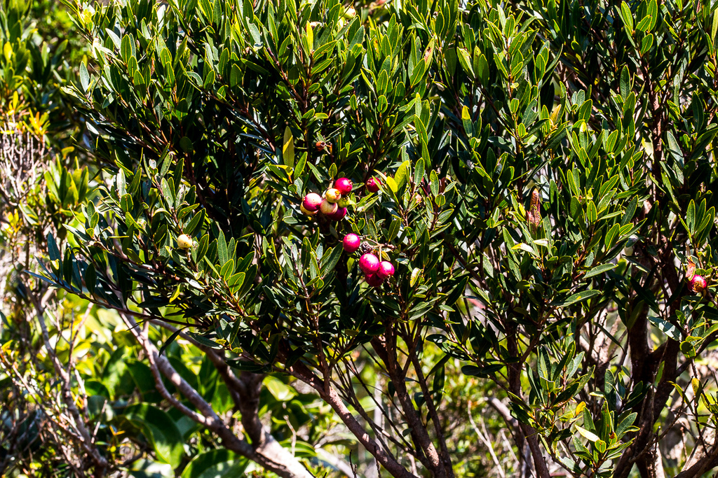 Pondo Waterberry from Bulolo river gorge, Umtamvuna NR, South Africa on ...