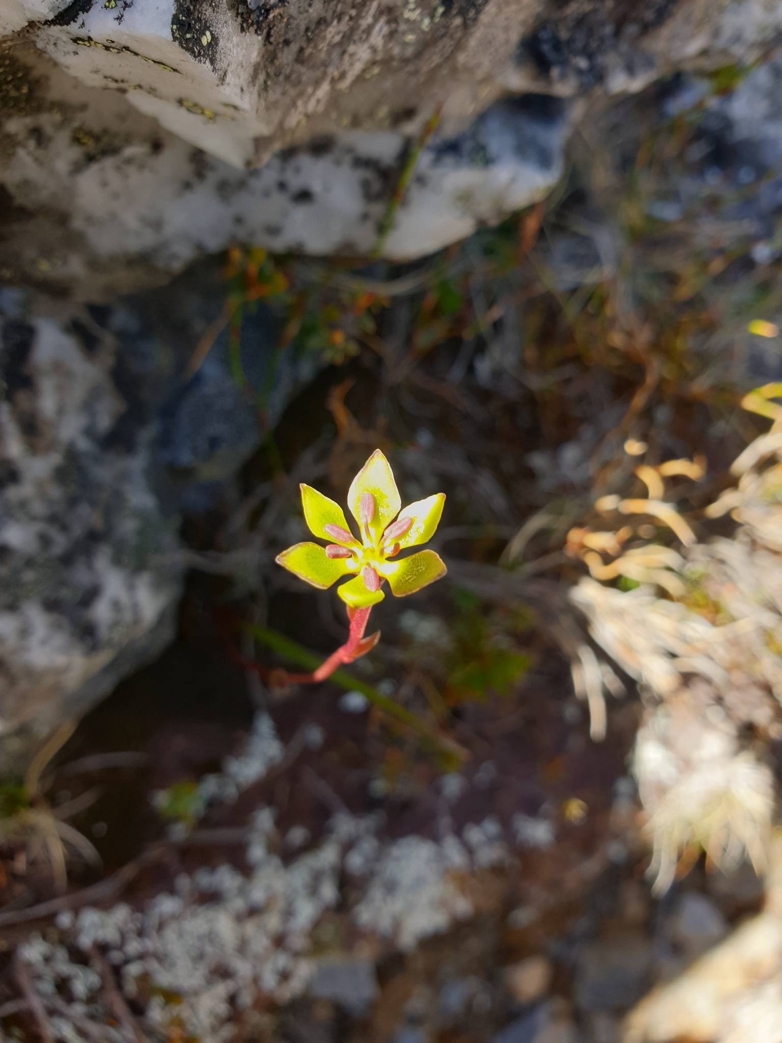 Campynema lineare Labill.