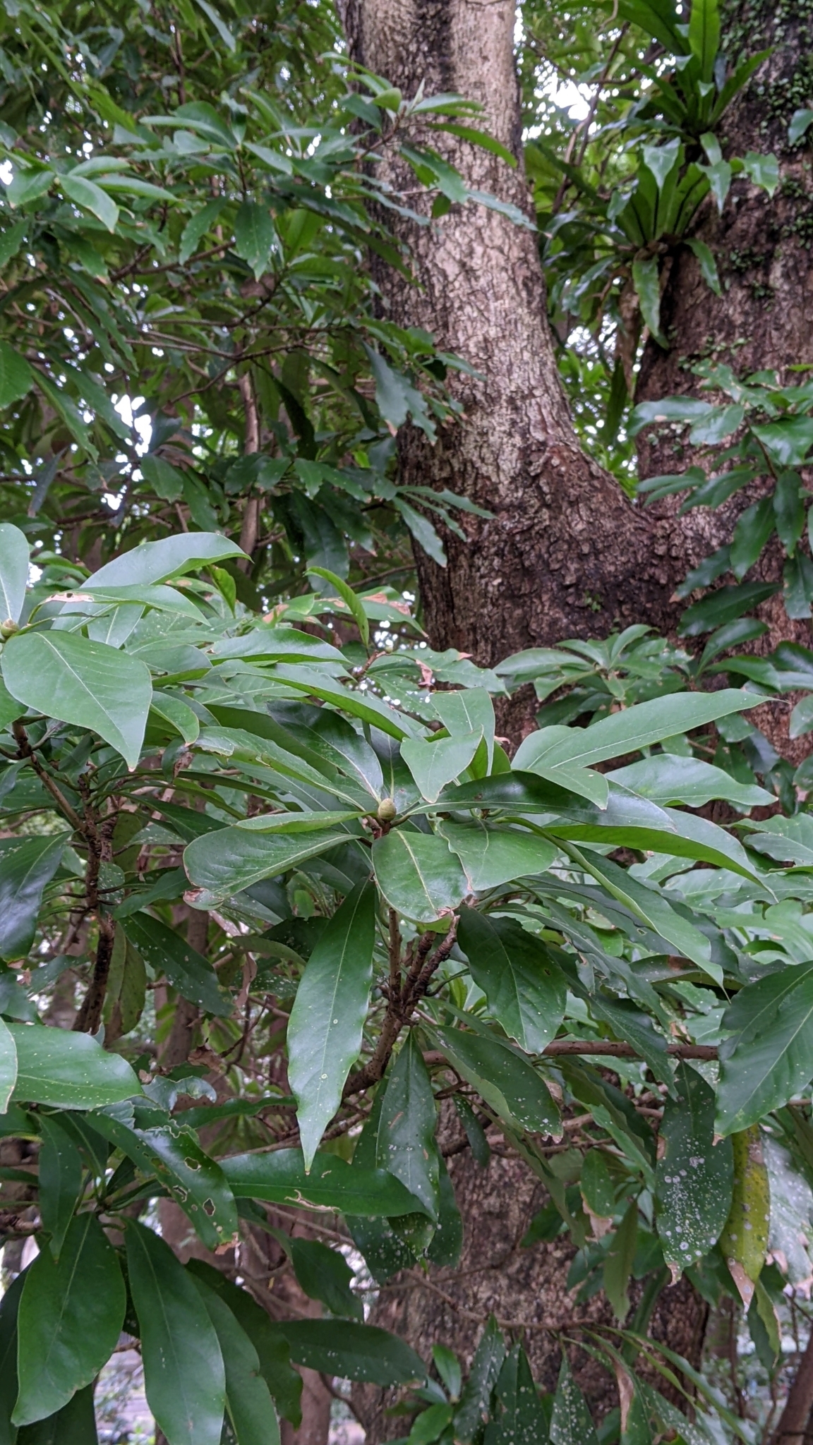 Machilus japonica Siebold & Zucc.