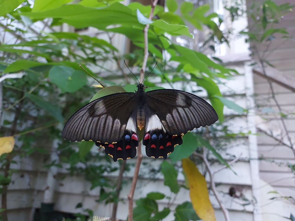 Australian Orchard Swallowtail from Brisbane on January 23, 2023 at 05: ...