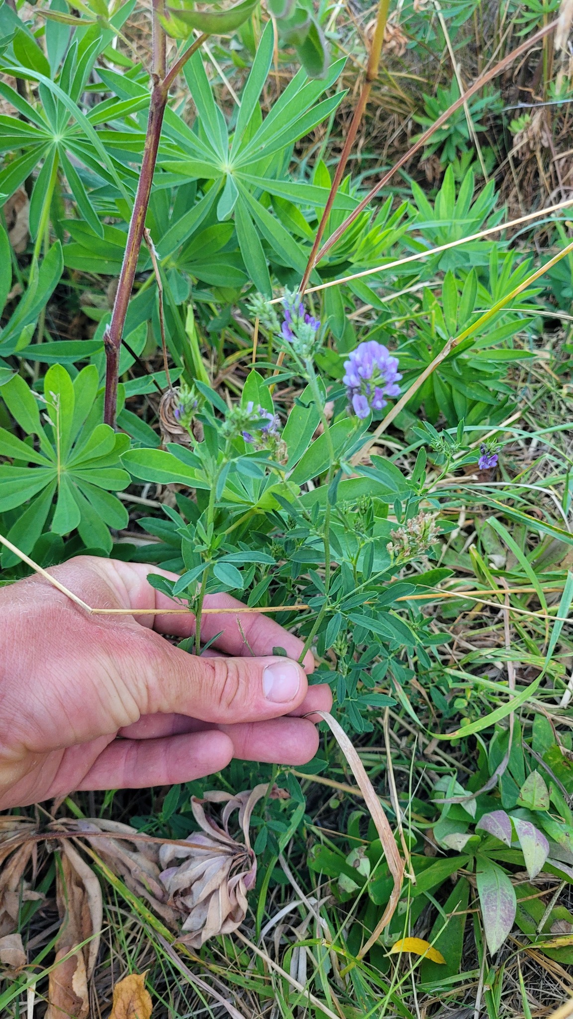 Medicago sativa L.