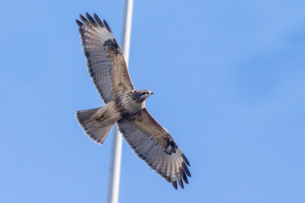 普通鵟 (Common Wildlife Species of PKU) · iNaturalist